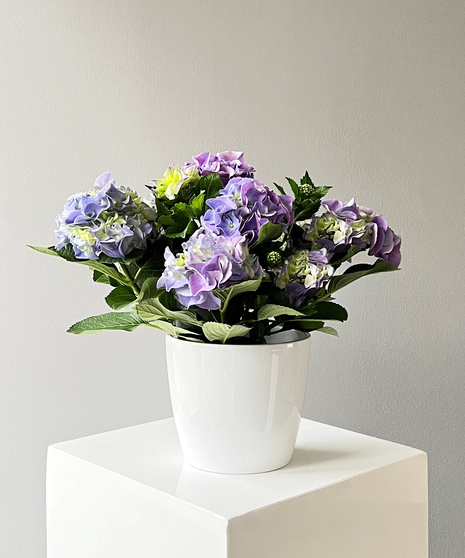 Same Day Easter Flower Delivery Owings Mills - Flowers & Fancies