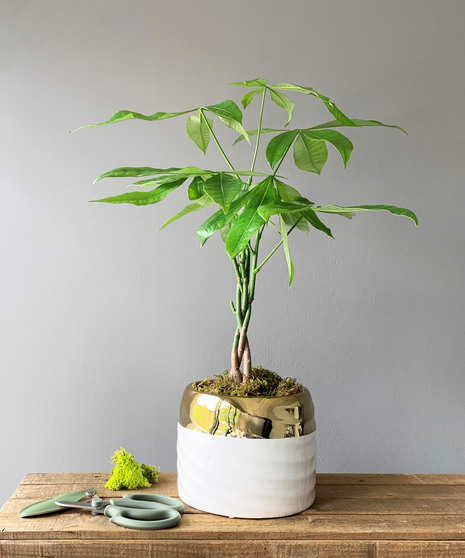 Money Tree Classic | Baltimore (MD) Same-Day Plant Delivery | Flowers ...