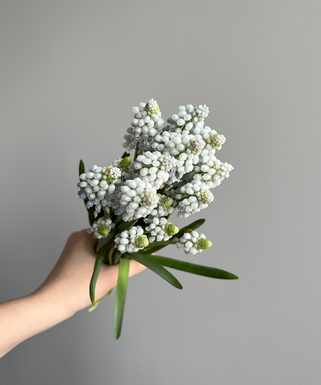 Muscari Light Blue - Owings Mills MD Flower Delivery by Flowers & Fancies