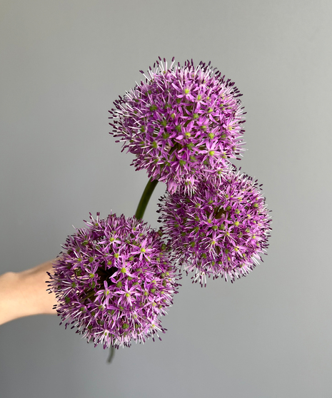 Purple Allium Bouquet