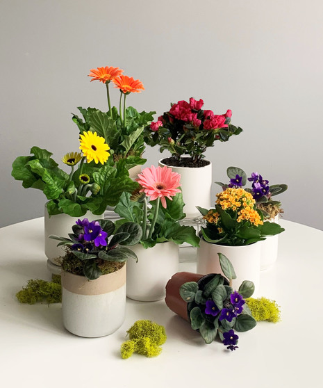 Admin Day Blooming Plants | Baltimore (MD) Same-Day Plant Delivery ...