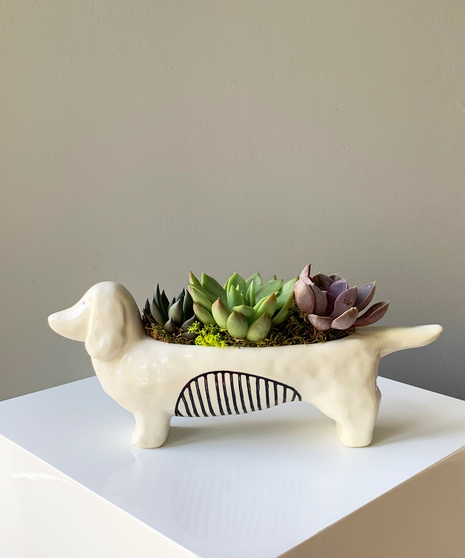Chappy Dog Succulent Planter | Baltimore (MD) Same-Day Flower Delivery ...