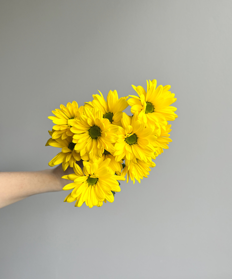Yellow Daisy Pom | Baltimore - Owings Mills (MD) Flower Delivery ...