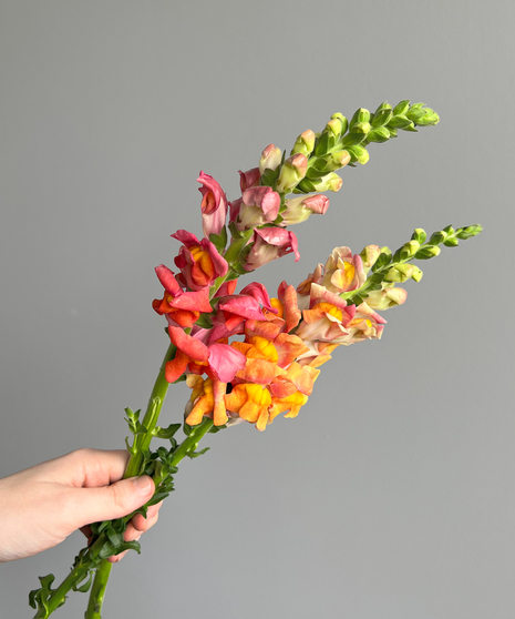 SNAPDRAGONS Orange | Baltimore - Owings Mills (MD) Same-Day Flower ...